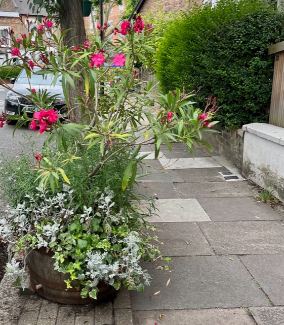 Successful Street Planters – Lambeth Horticultural Society