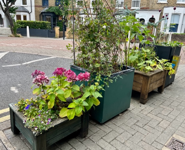 Successful Street Planters – Lambeth Horticultural Society